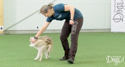 Basics of the Front Cross - OneMind Dogs