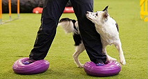 Dobo - Exercise For Dog And Handler - OneMind Dogs