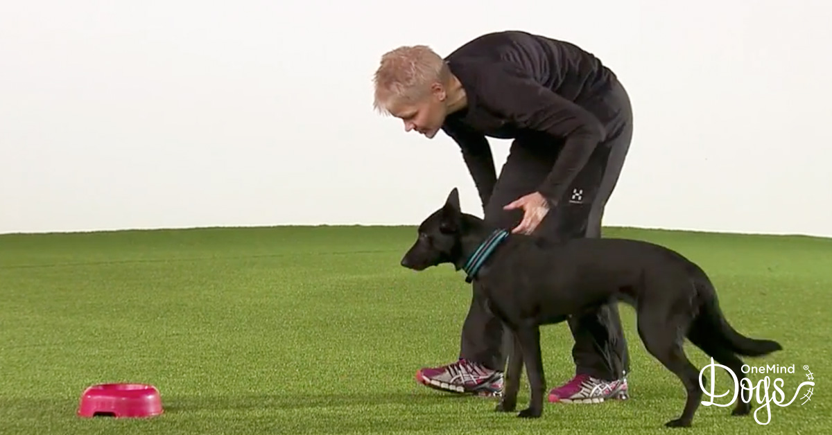 Focusing - OneMind Dogs