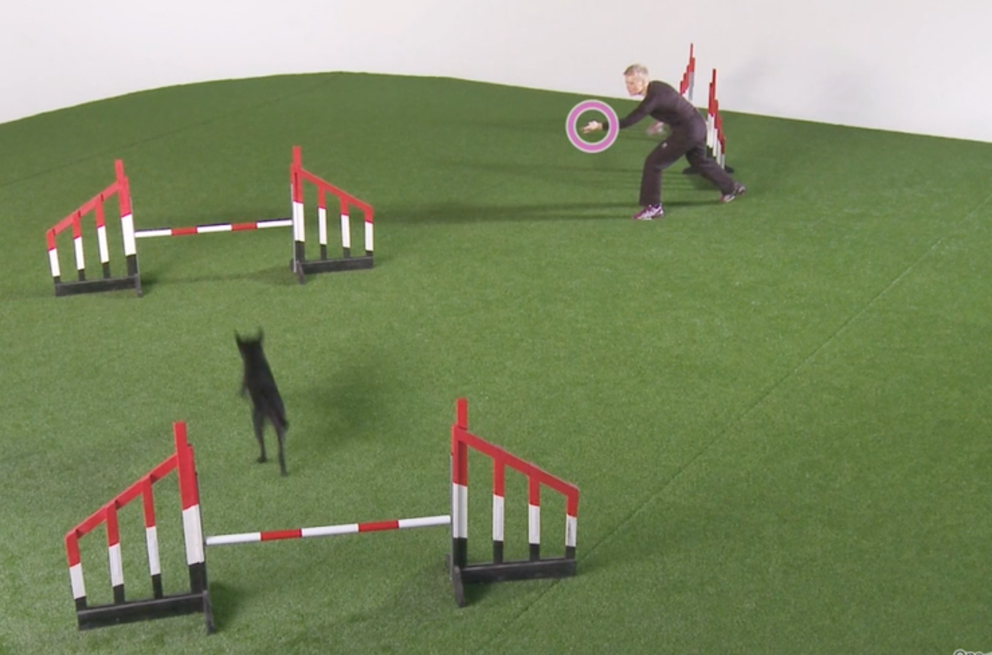 Introduction To Lateral Push - OneMind Dogs