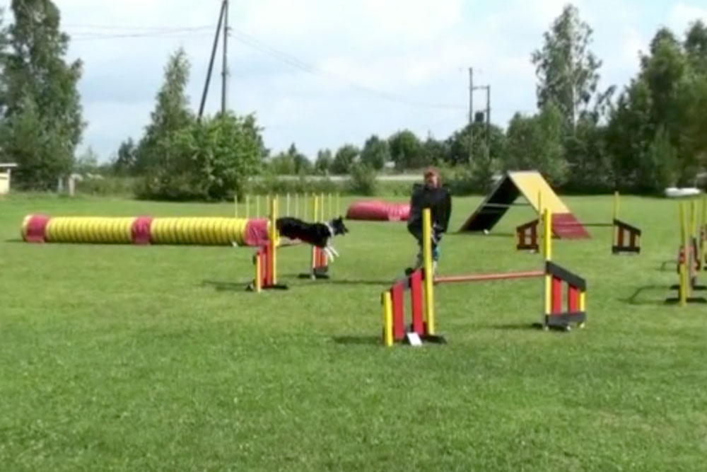 Agility Training Challenge 3 [free video] - OneMind Dogs