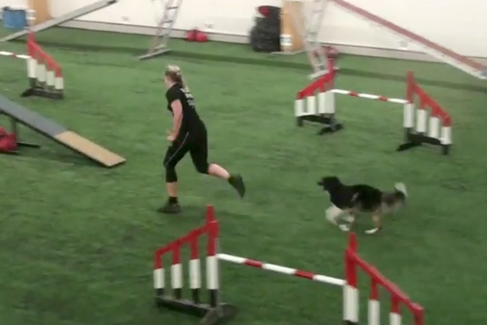 Building A Course Out Of Faults [video] - OneMind Dogs