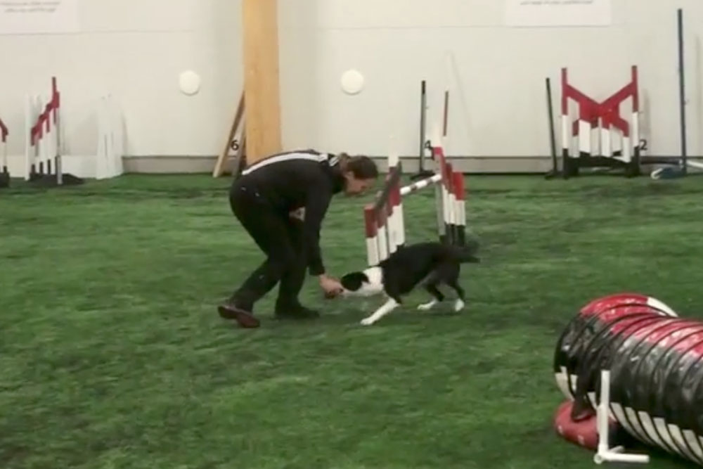 Agility Training Challenge 5 [video] - OneMind Dogs