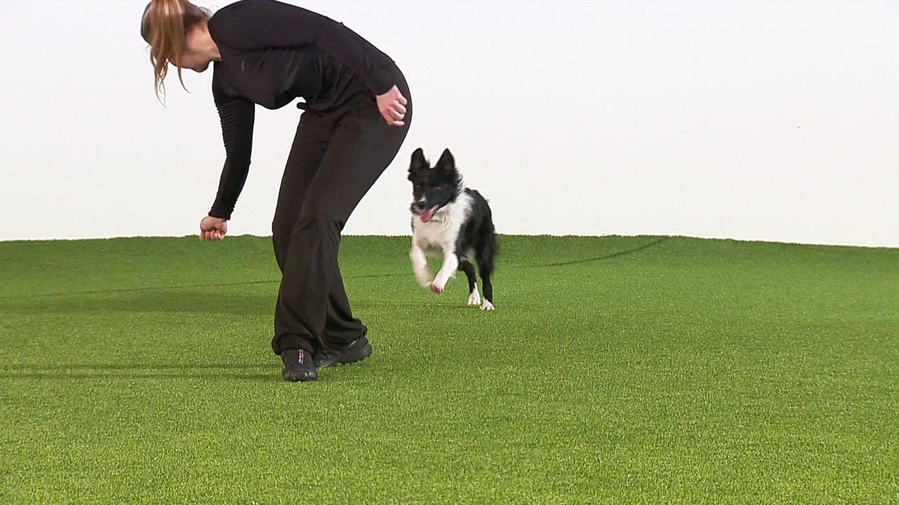 Following the Handling [video] - OneMind Dogs