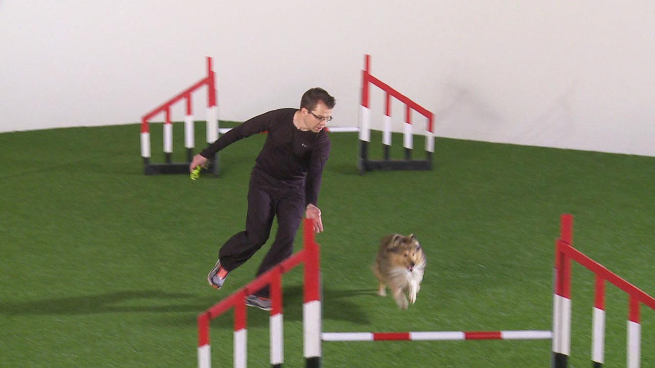 Rear Cross [video] - OneMind Dogs