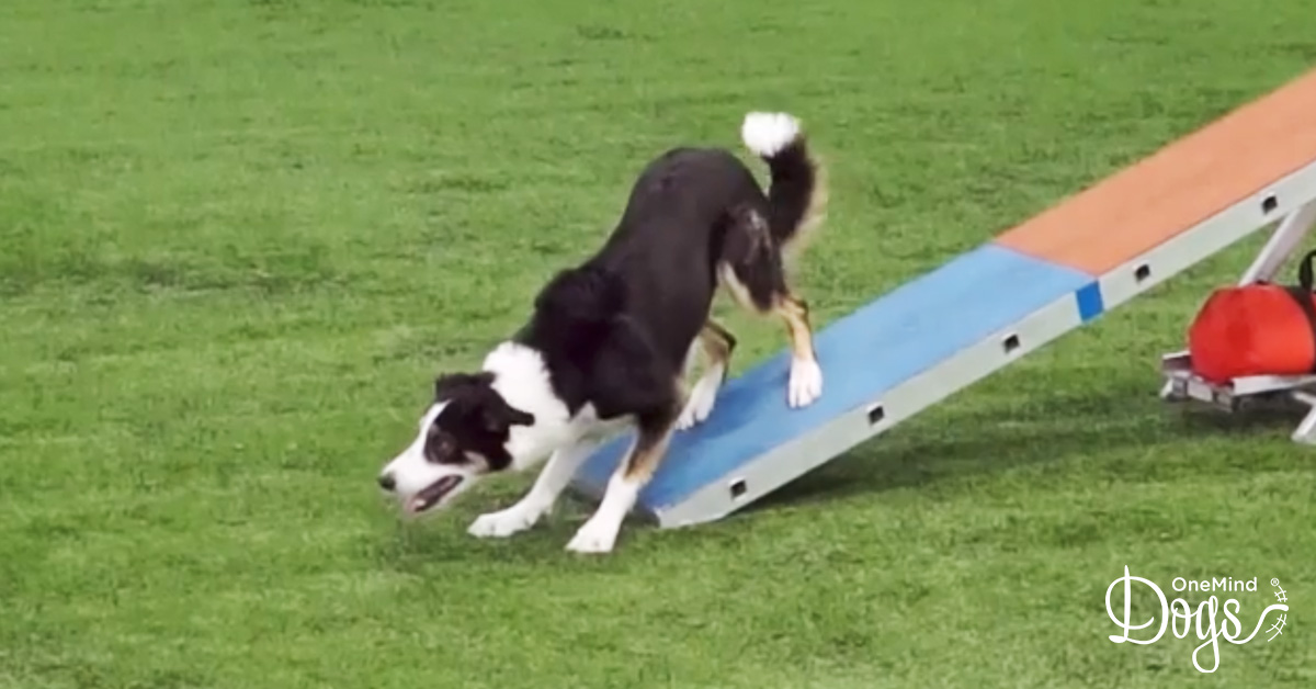 Basic Training Of The Teeter - OneMind Dogs