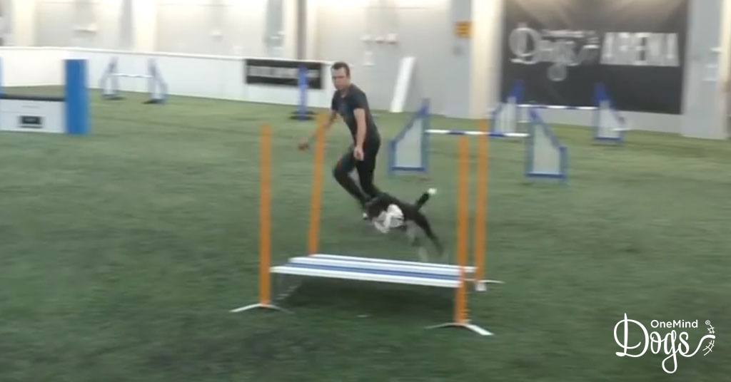 Inspiration For Handling From Behind! - OneMind Dogs