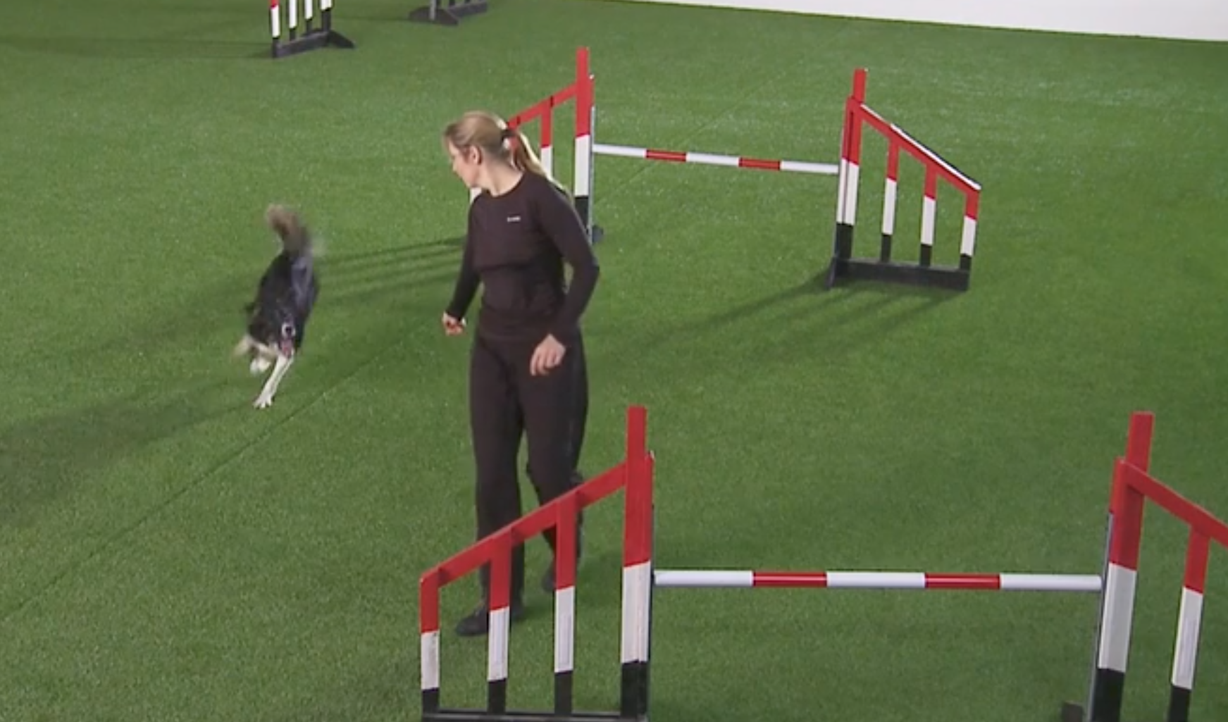 Introduction To Blind Cross - OneMind Dogs