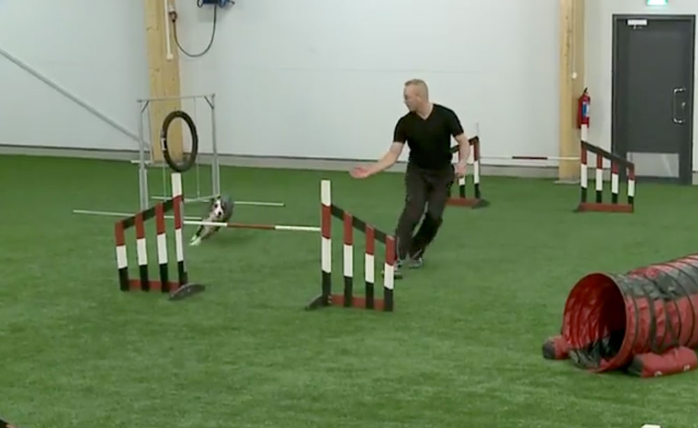 Agility Training Challenge 2 [video] - OneMind Dogs