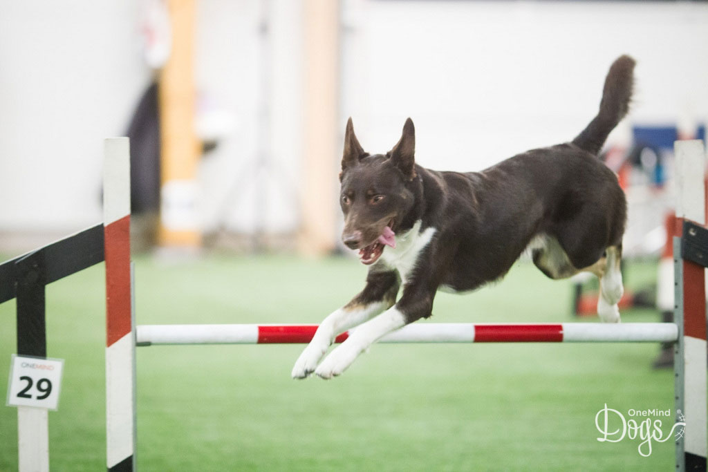 The Secrets Of Handling From A Distance - OneMind Dogs