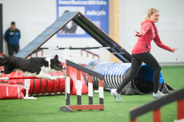 Full Course Training - OneMind Dogs