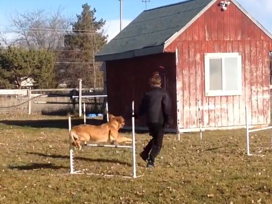 Blind cross - OneMind Dogs