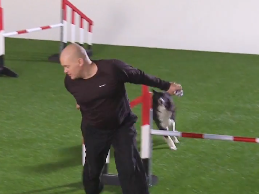 Blind cross - OneMind Dogs