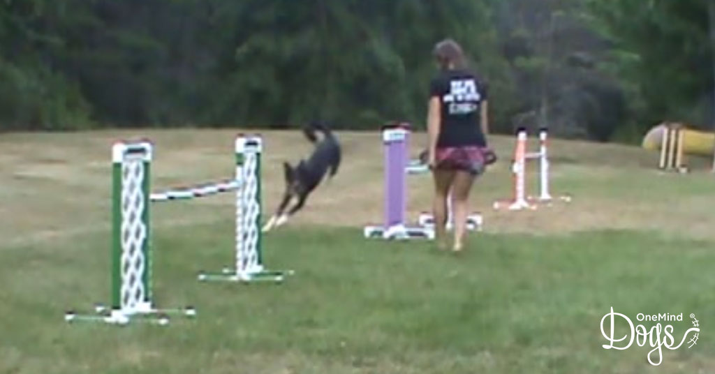 Inspiration For Training Challenge #13 - OneMind Dogs