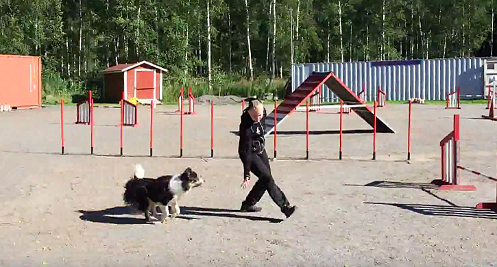 Backside vs. Frontside - OneMind Dogs