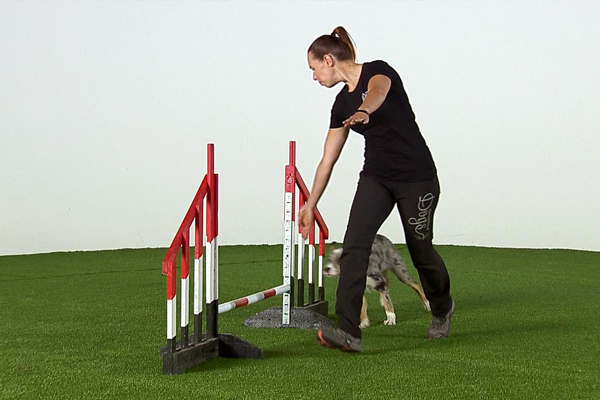 Japanese [video] - OneMind Dogs