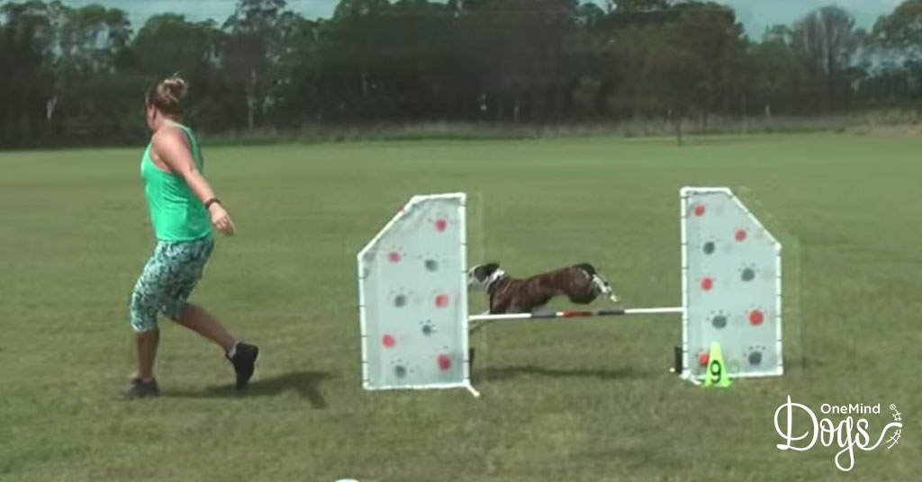 Blind Cross Madness [video] - OneMind Dogs