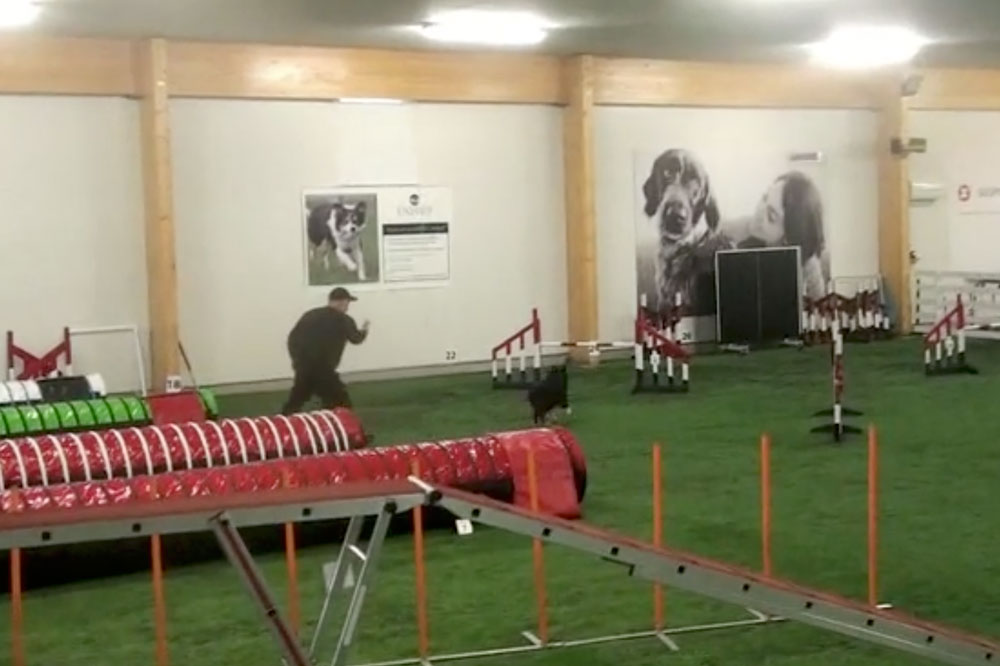 Agility Training Challenge 7 [video] - OneMind Dogs