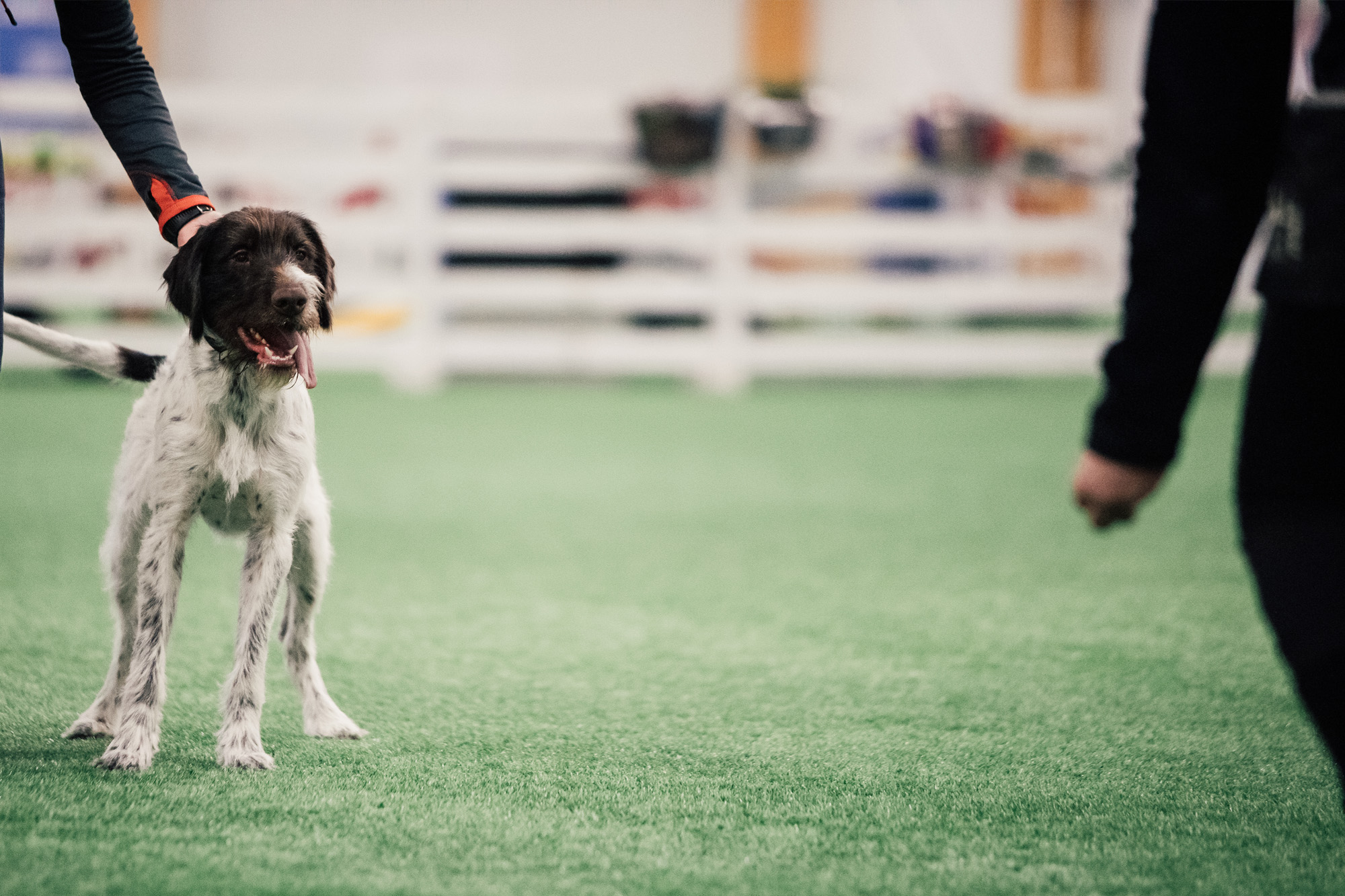 Get 50% OFF 6 months Agility Premium! - OneMind Dogs