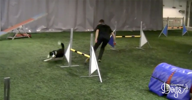 One Method, Two Ways Of Handling - OneMind Dogs