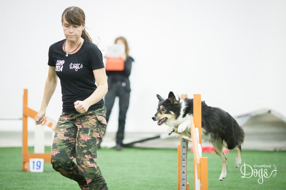 Agility Training Challenge 6 - OneMind Dogs