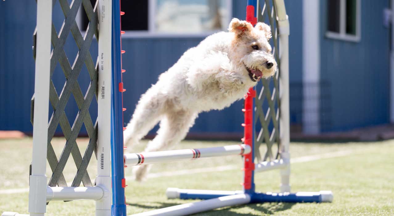 Teach Your Dog How To “Get Over It” - OneMind Dogs