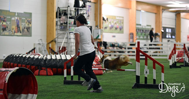 Pushing the Boundaries - Advanced Training and Beyond - OneMind Dogs