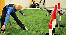 Key Points In OneMind Dogs Training - OneMind Dogs