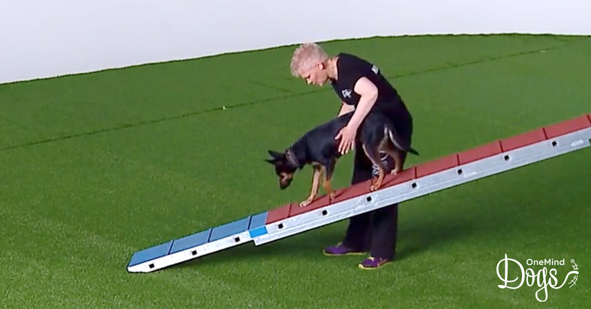 2on2off On Dogwalk - Down Plank - OneMind Dogs