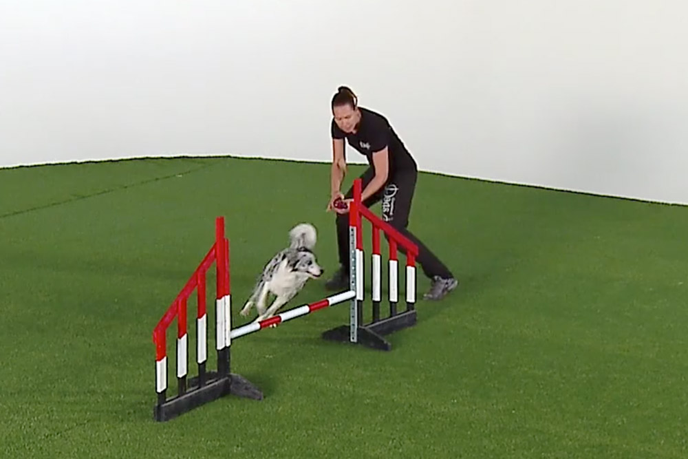 Double Lap Turn [video] - OneMind Dogs