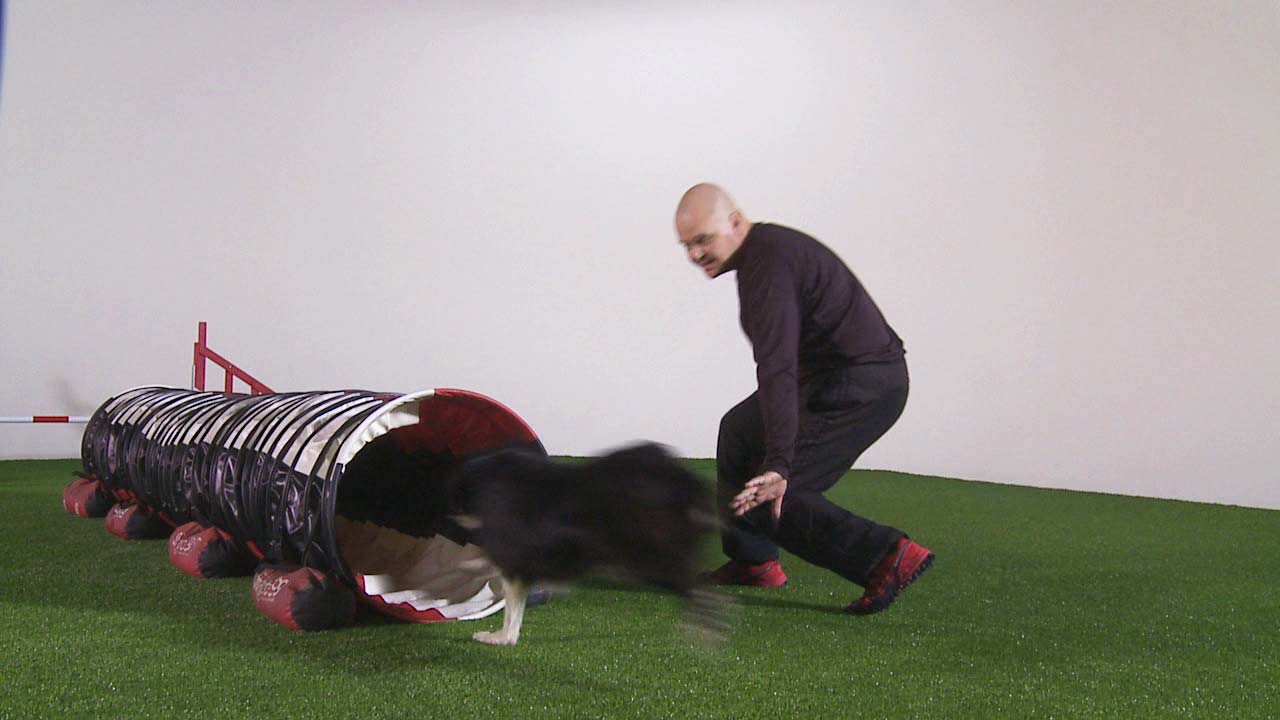 Course Setups for Tunnel Brake - OneMind Dogs