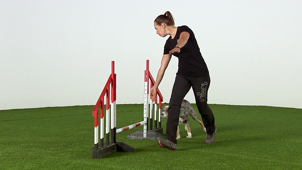 Introduction To Japanese - OneMind Dogs