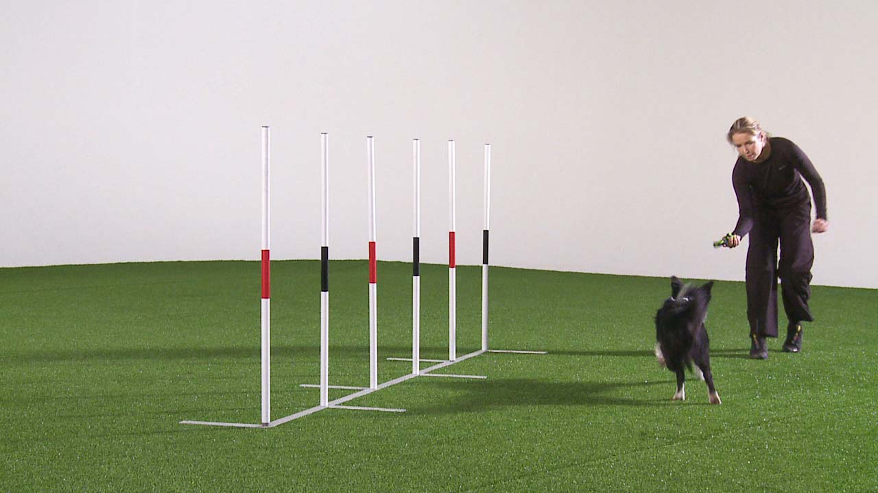 Lap Turn [video] - OneMind Dogs