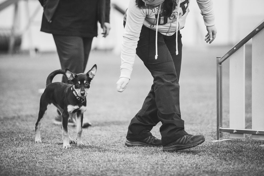 Next Level - Basic Skills - OneMind Dogs