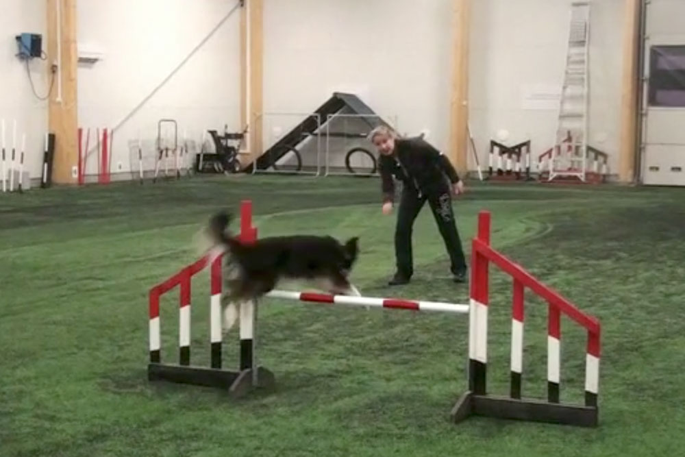 Agility Training Challenge 9 [video] - OneMind Dogs