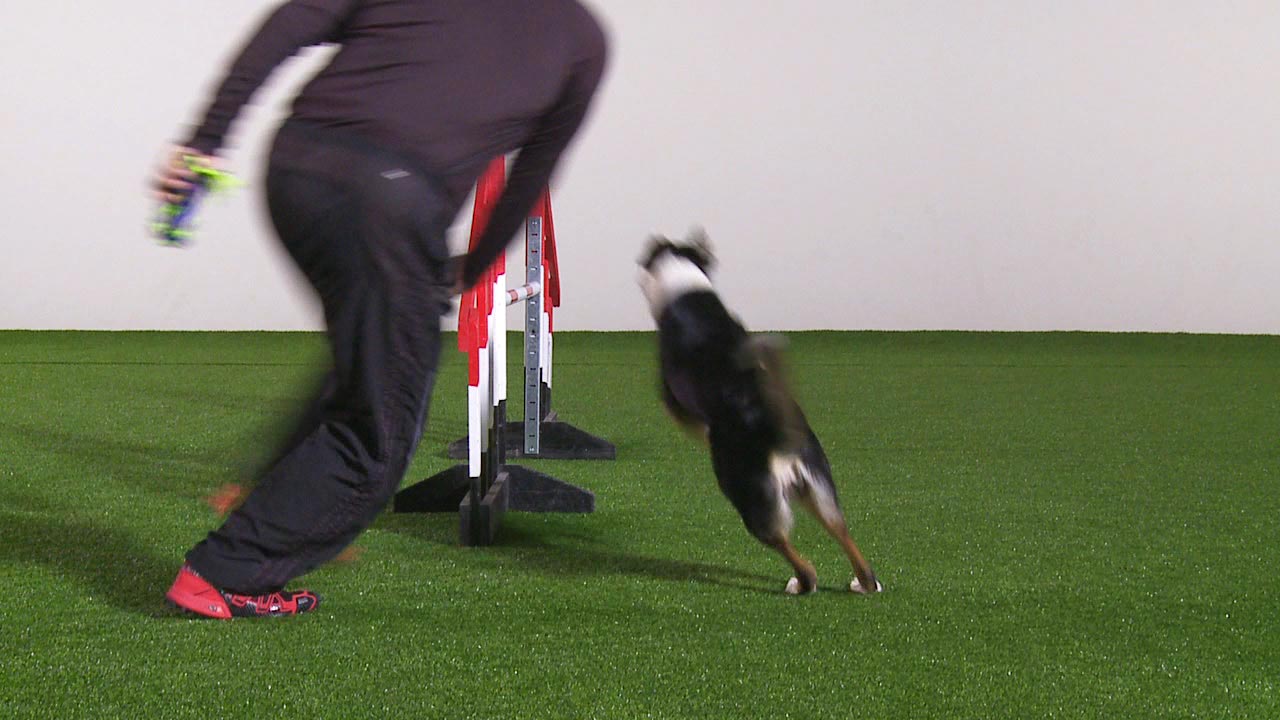 Whisky Cross [video] - OneMind Dogs
