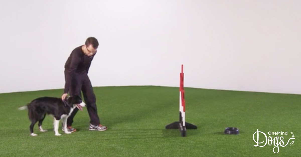 Basics of the Backside Send - OneMind Dogs