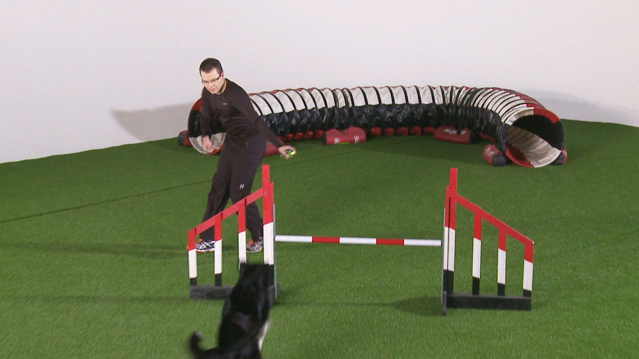 Front Cross [video] - OneMind Dogs