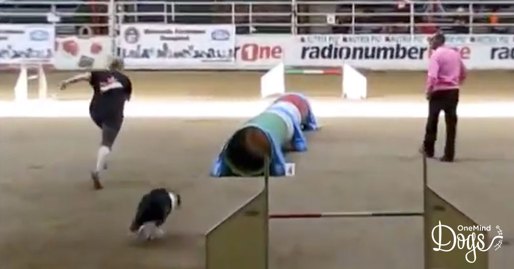 Kayl McCann Wins Gold At IFCS WAC 2015 - OneMind Dogs