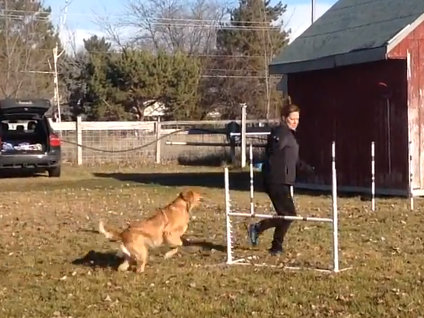 Blind cross - OneMind Dogs