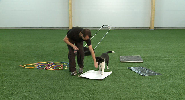 Surfaces [video] - OneMind Dogs