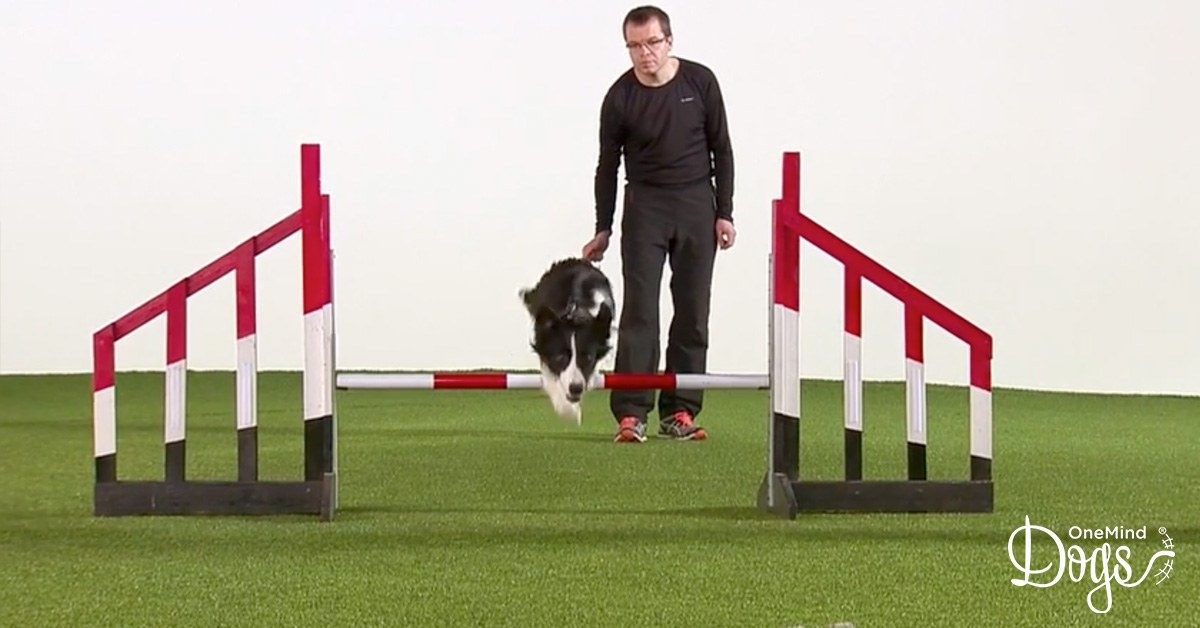 Focusing on a Jump - OneMind Dogs
