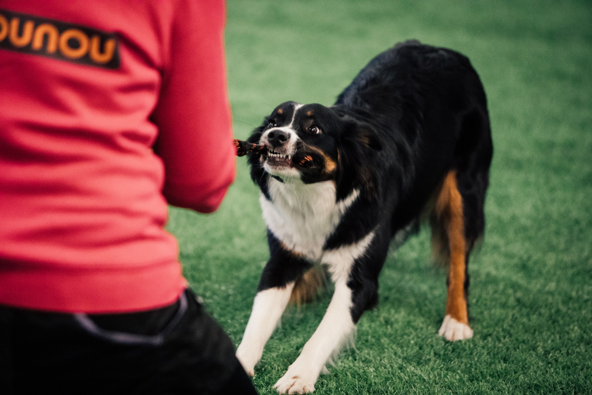 Warm ups for training and competing - OneMind Dogs