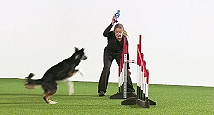 Different Types Of Training - OneMind Dogs