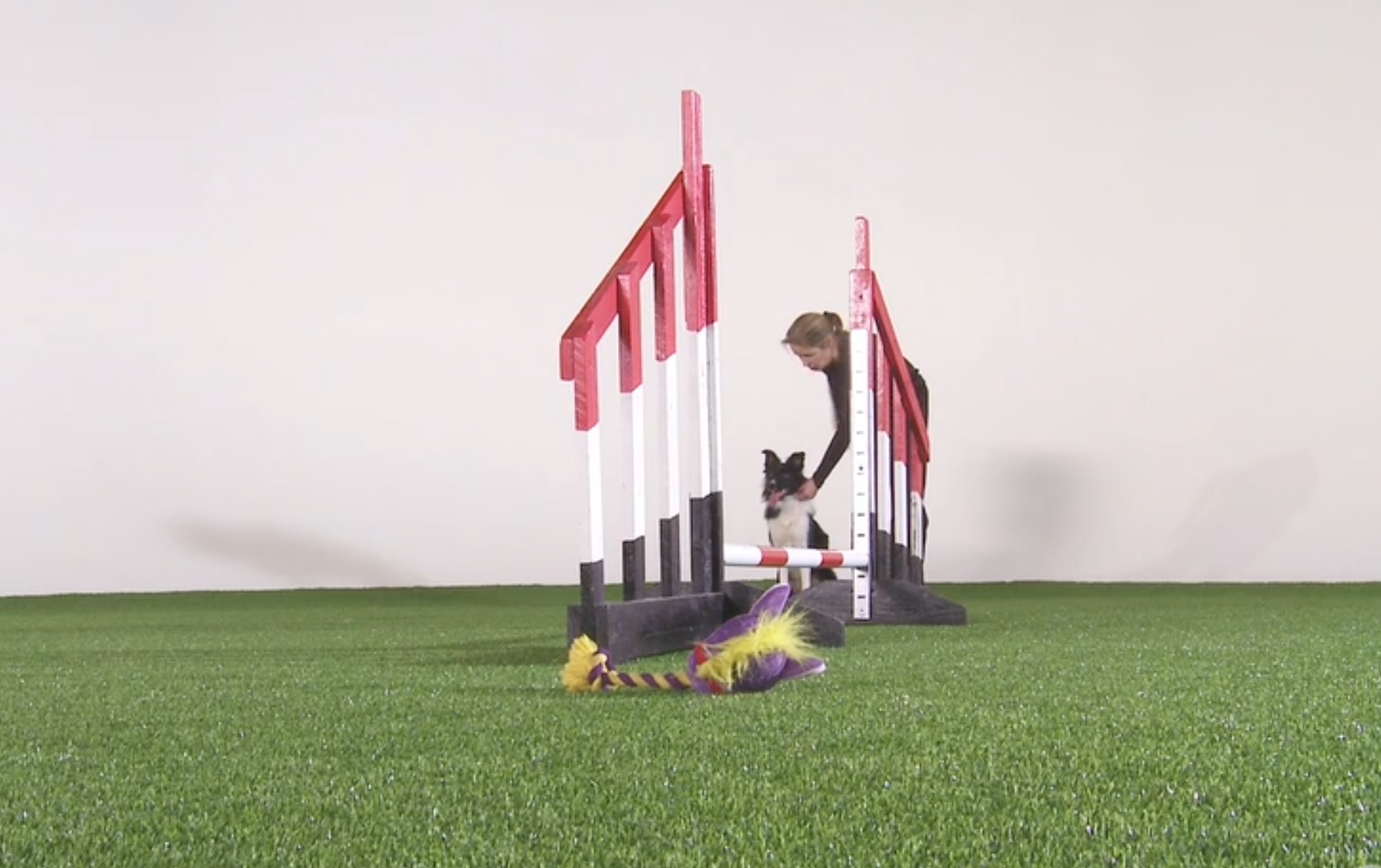 Introduction To Whisky Cross - OneMind Dogs