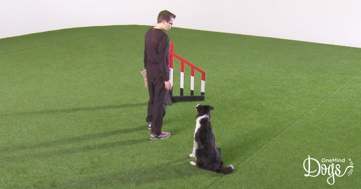 Basics of the Front Cross - OneMind Dogs