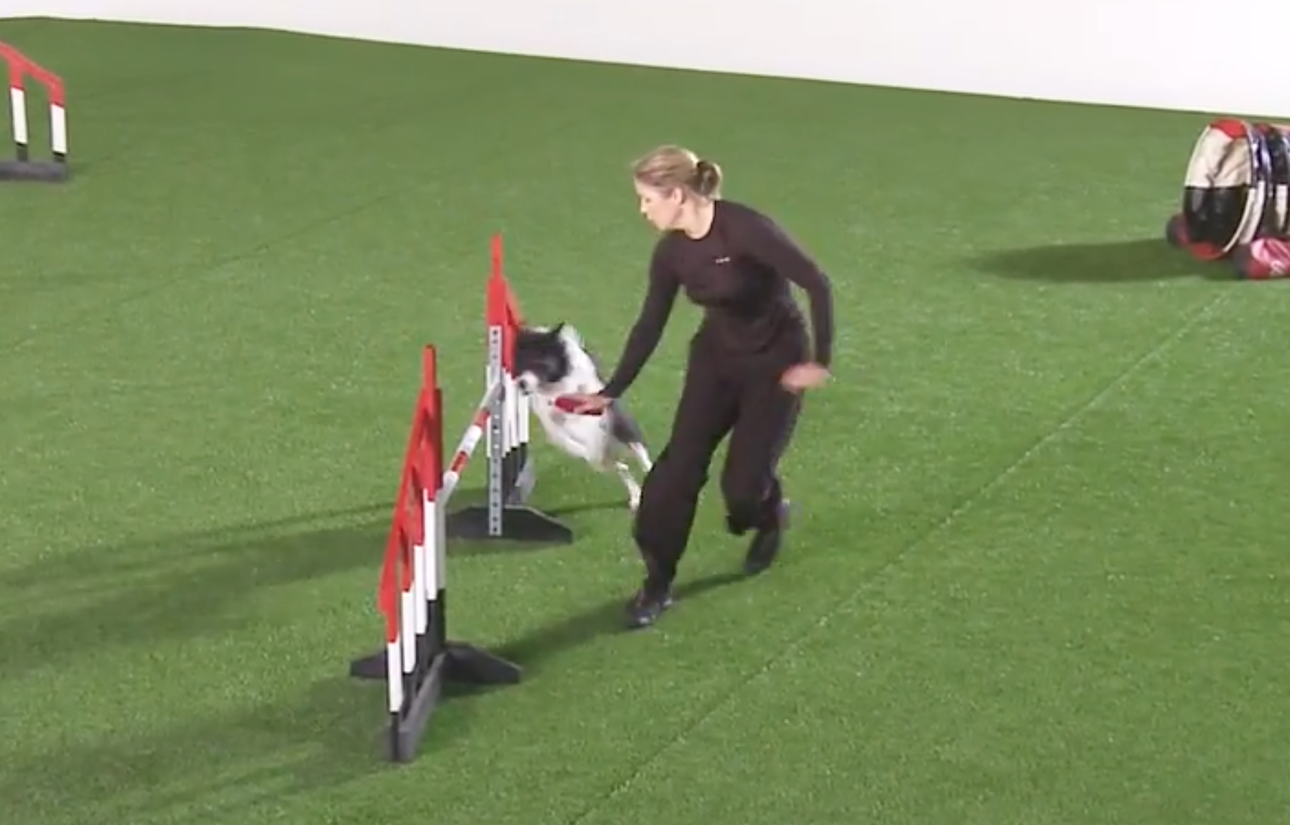 Introduction To Forced Front Cross - OneMind Dogs