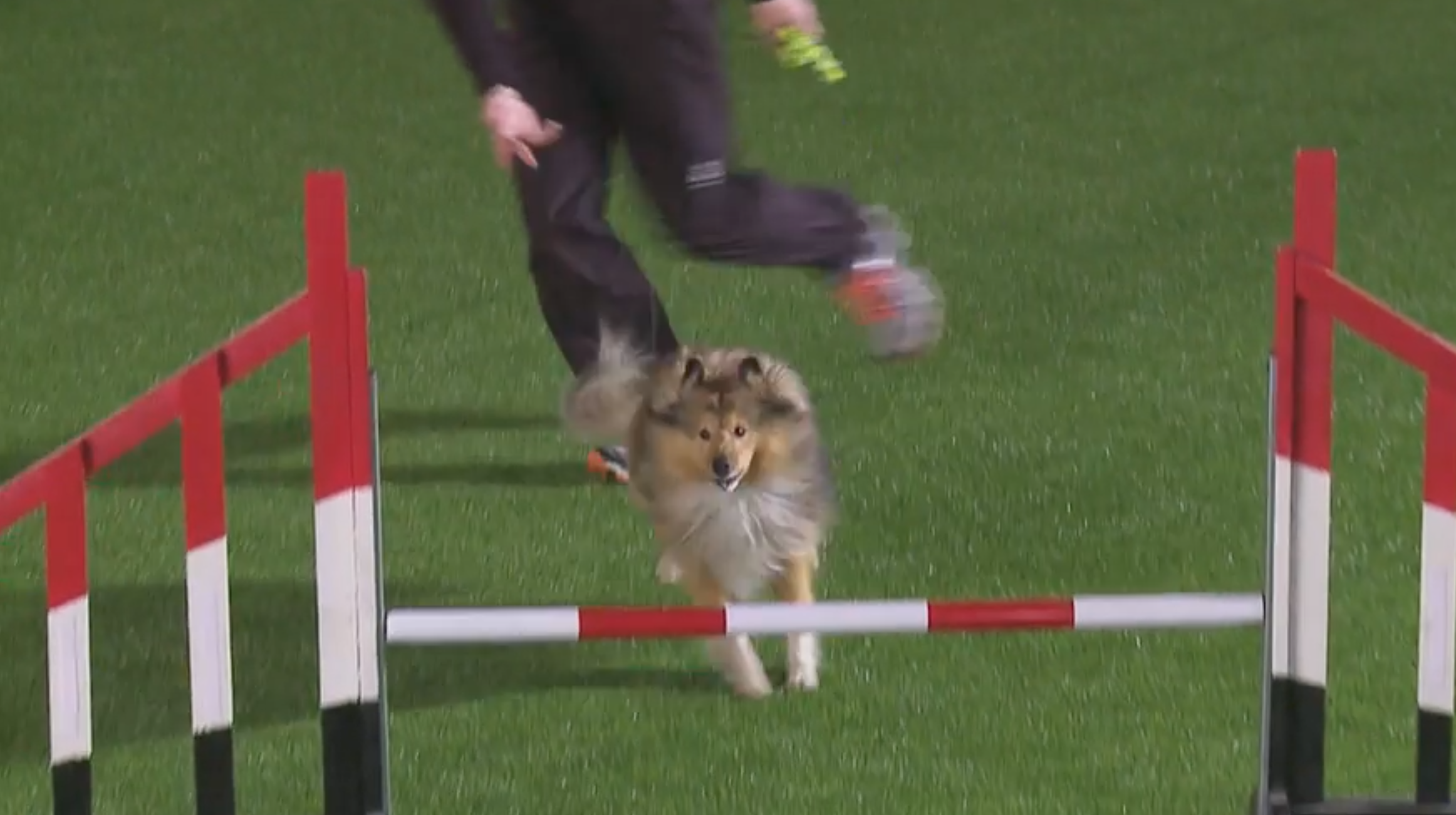 Introduction To Rear Cross - OneMind Dogs