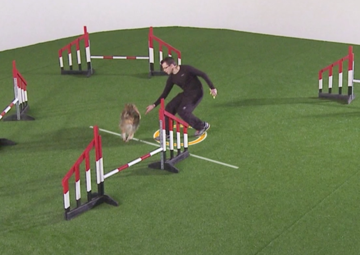 Introduction To Reverse Spin - OneMind Dogs