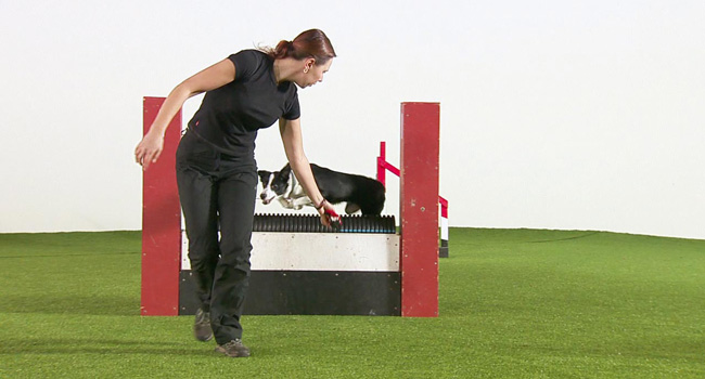 The Wall [video] - OneMind Dogs